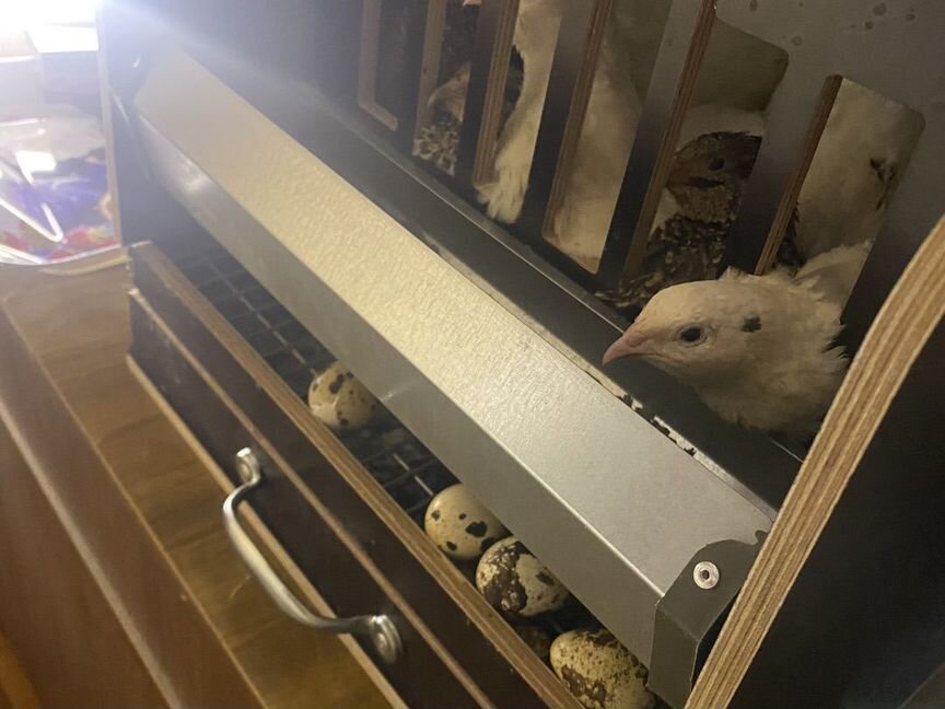 Семья перепелок