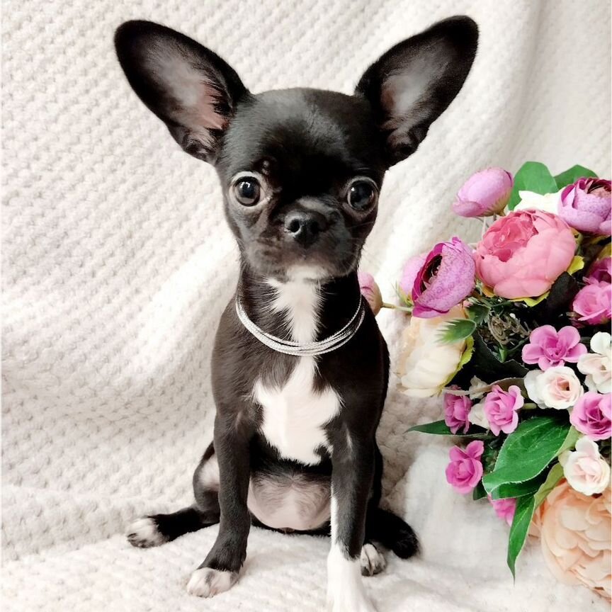 Щенки чихуахуа