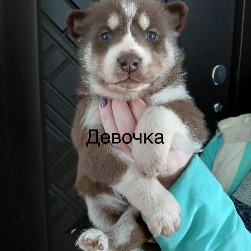 Щенки