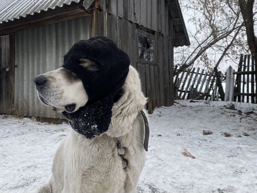 Вязка