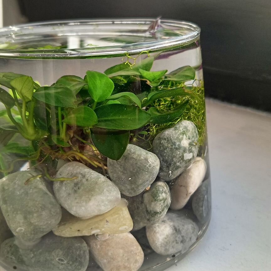 Анубиас карликовый, 2 шт. Цена за всё