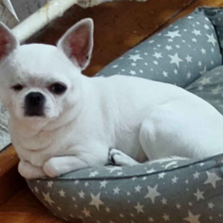 Чихуахуа, взрослый пёс