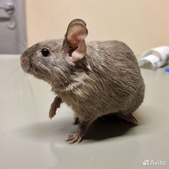 Дегу чилийская белка девочка