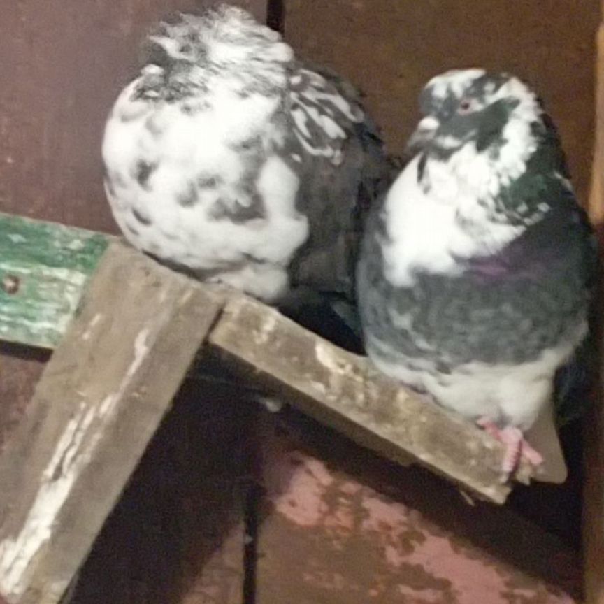 Николаевские голуби