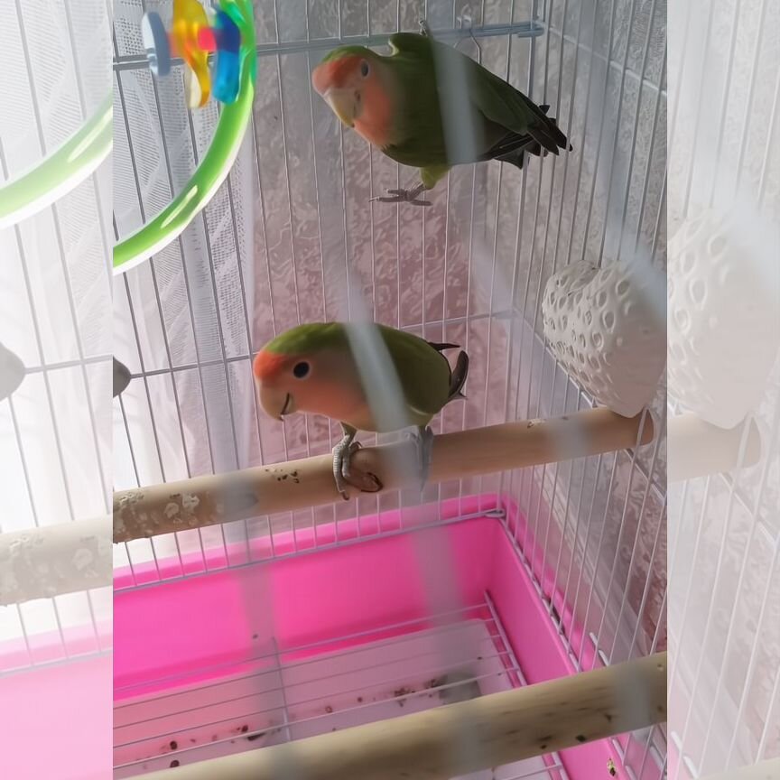 Попугай неразлучники с клеткой