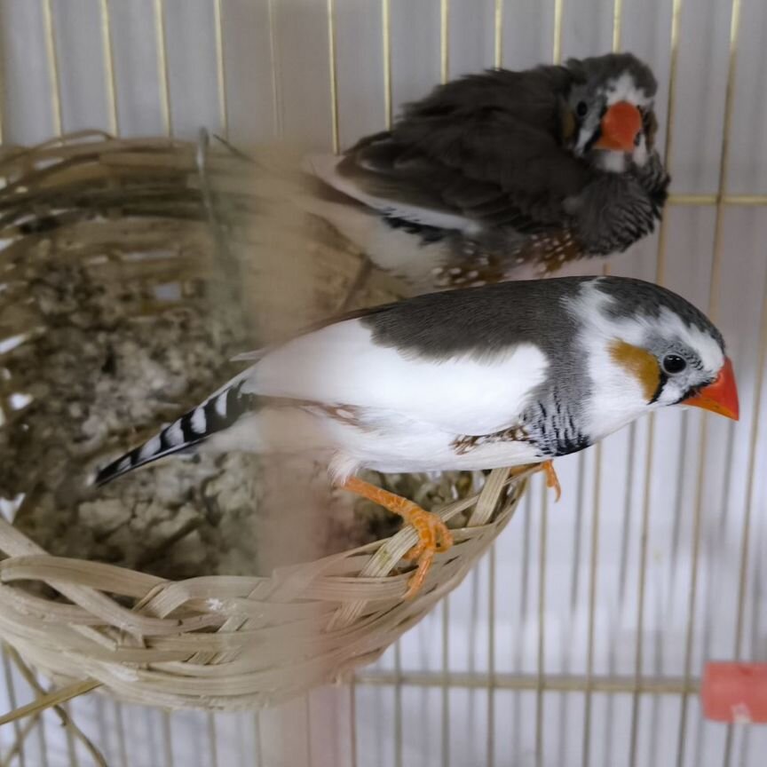 Амадины мальчики