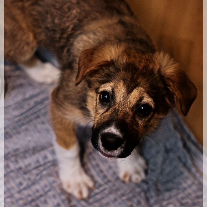 Щенок в добрые руки