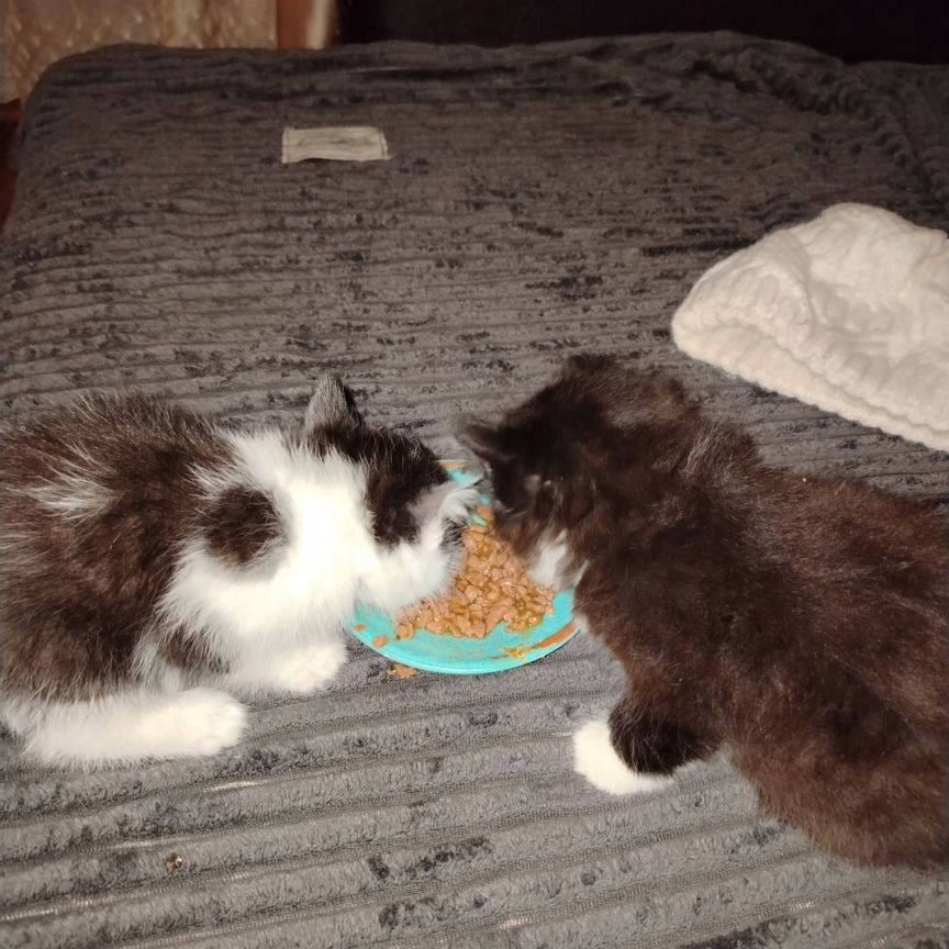 В добрые руки