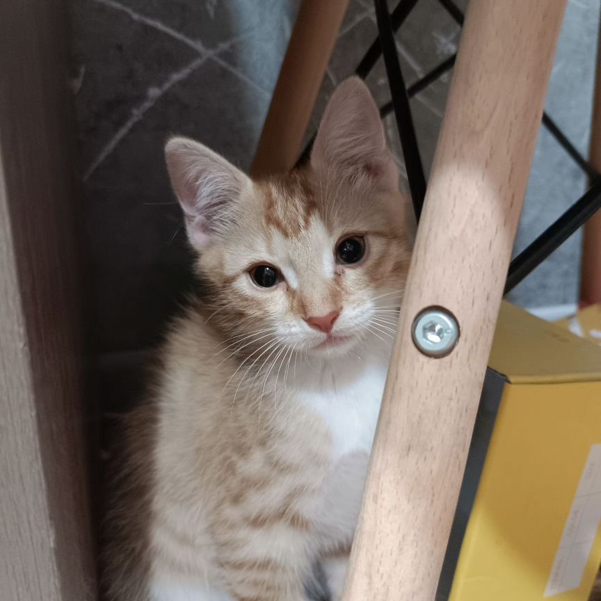 Отдам котëнка в добрые руки