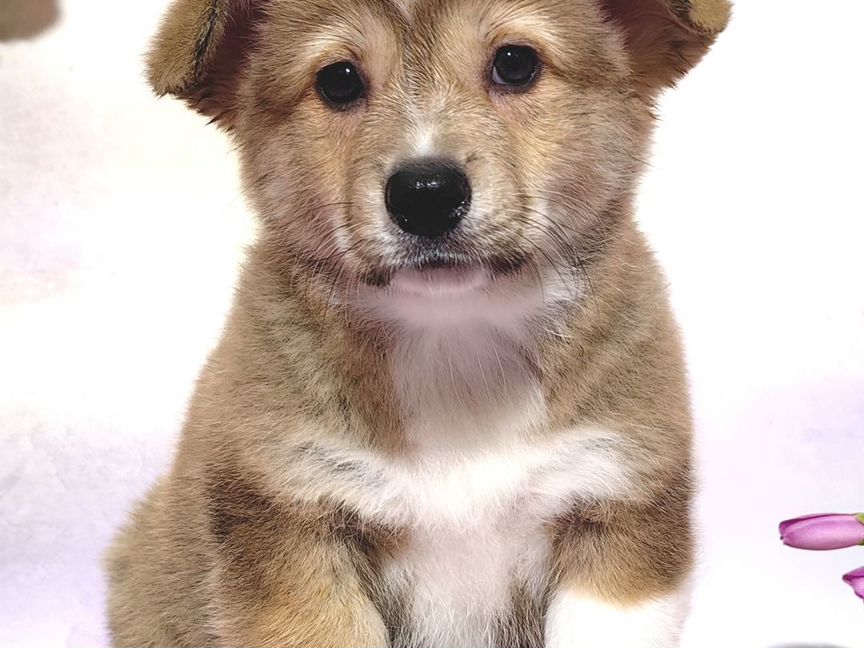 Корги щенок девочка