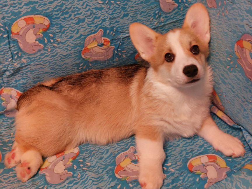 Щенки вельш-корги пемброк