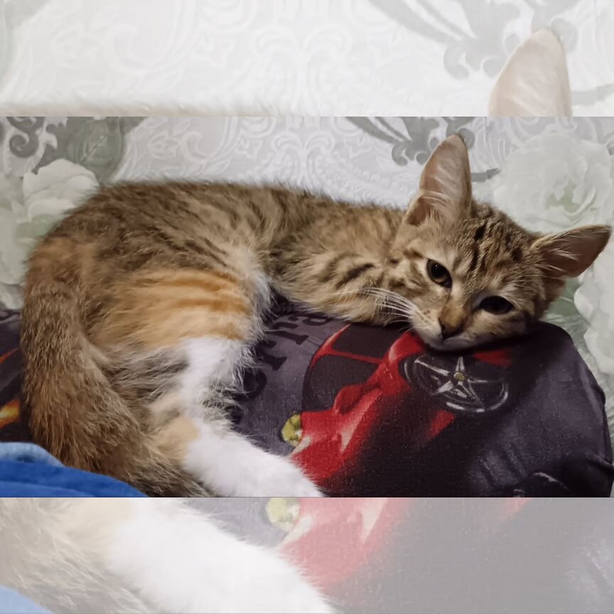 Котёнок в добрые руки