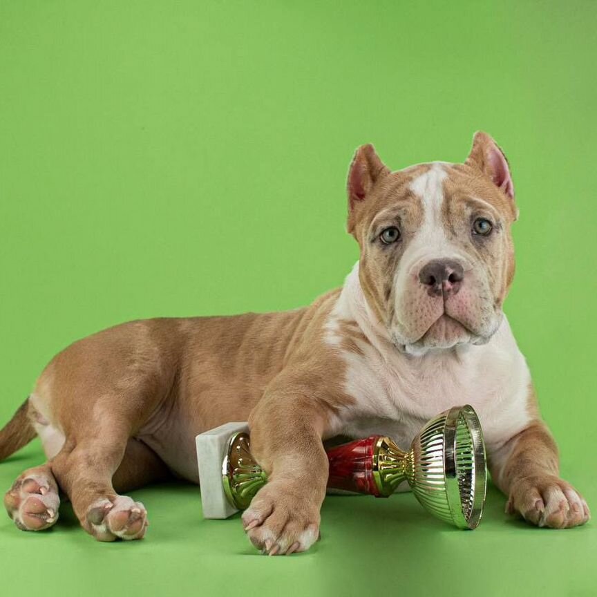 Девочка американский булли