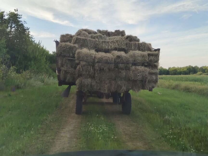 Сено в тюках