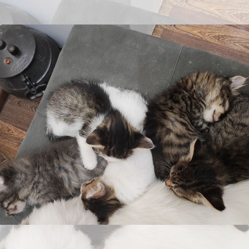 Котята от мамы мышеловки