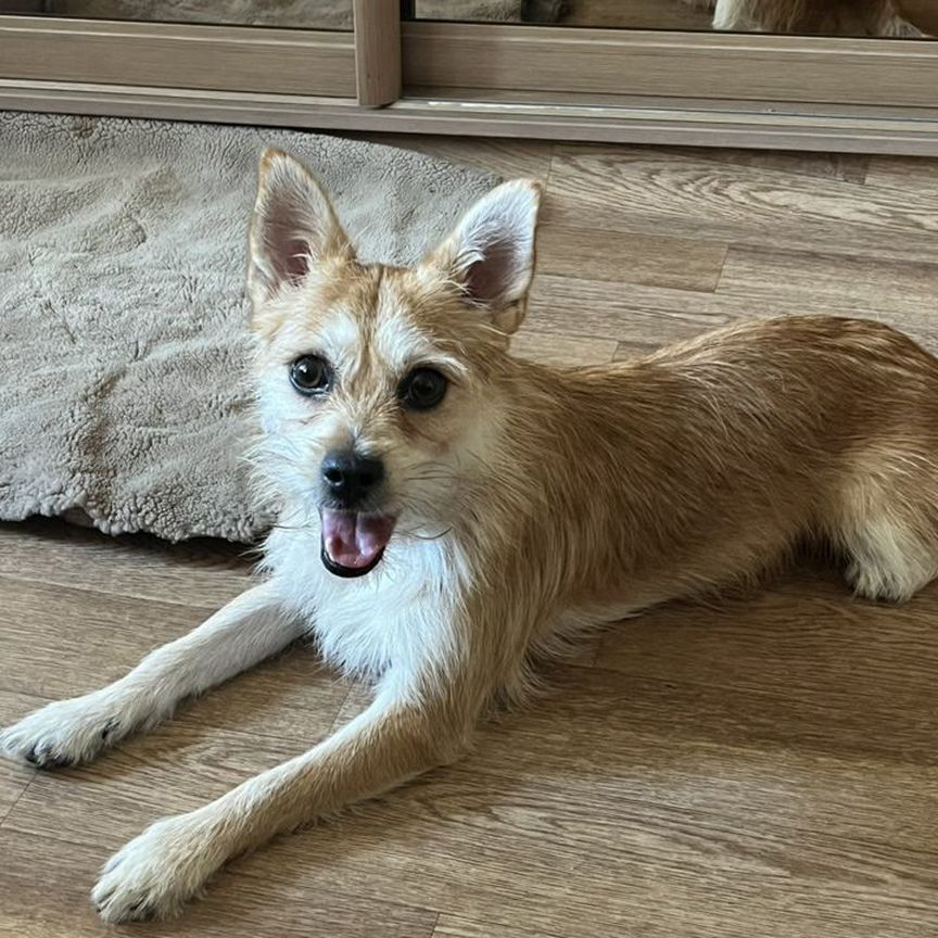 Чихуахуа и джек рассел