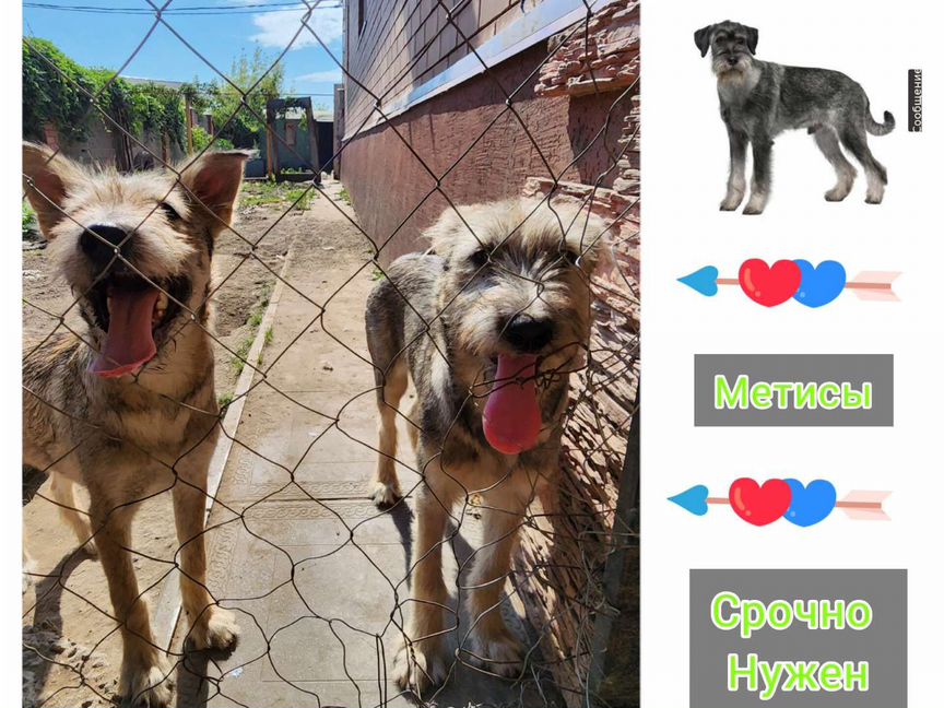 Щенки подростки мальчики