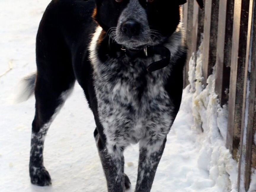 Лачи и Синди