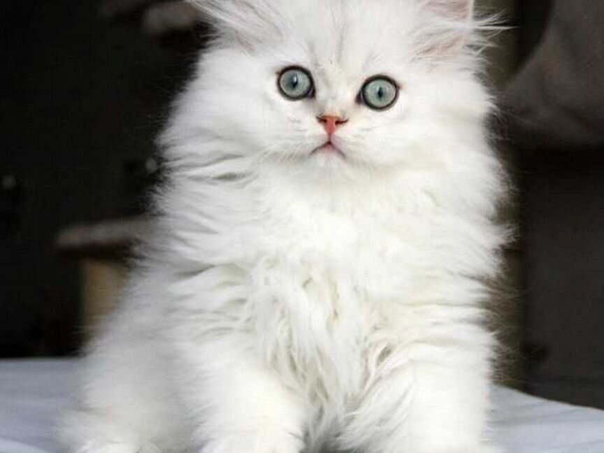 Британские котята
