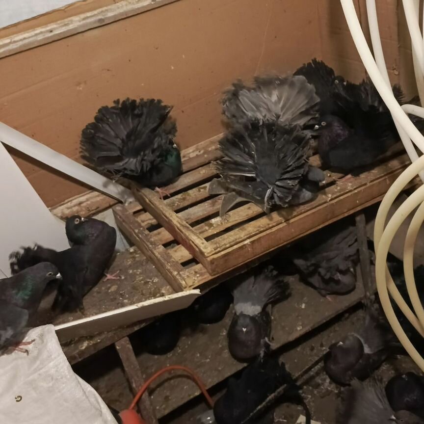 Продам голубей павлинов