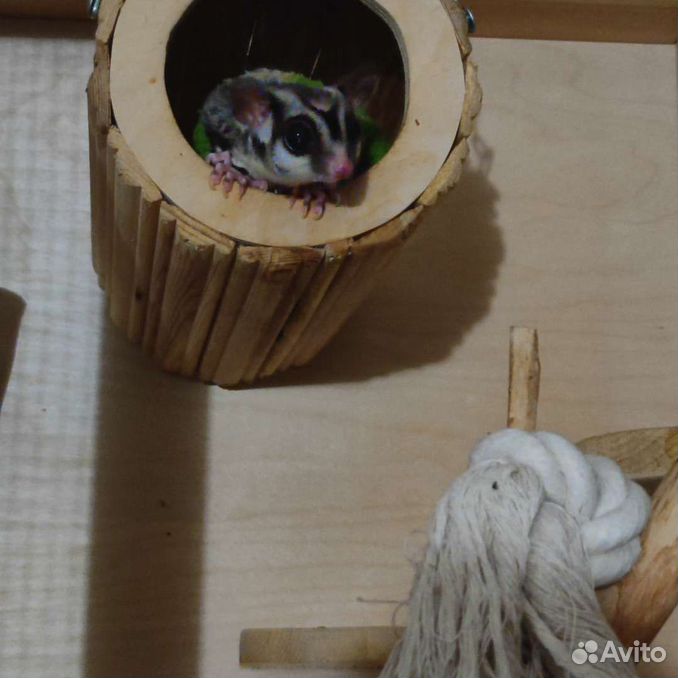 Сахарный поссум