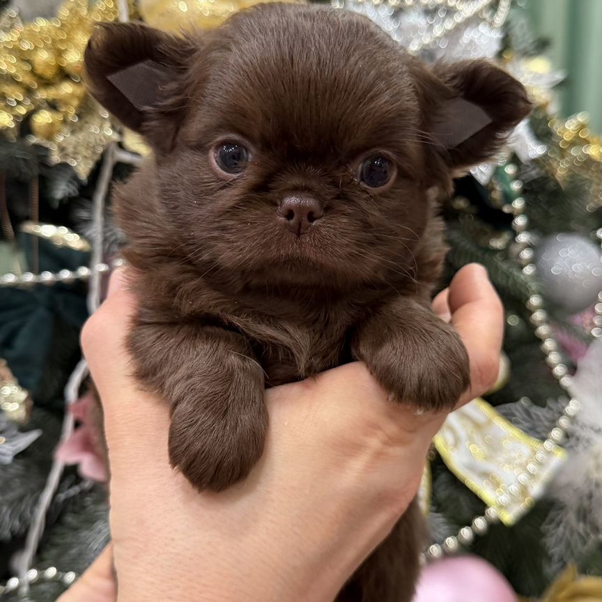 Чихуахуа, щенок