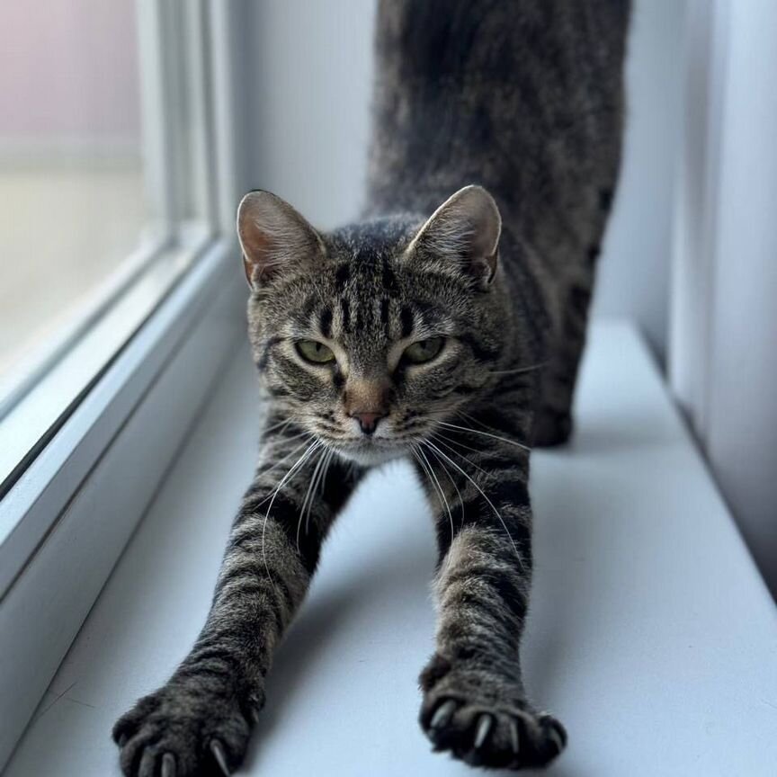 Кошки в добрые руки