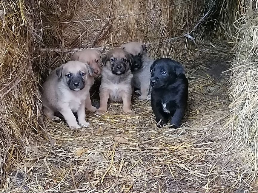 Щенки бесплатно