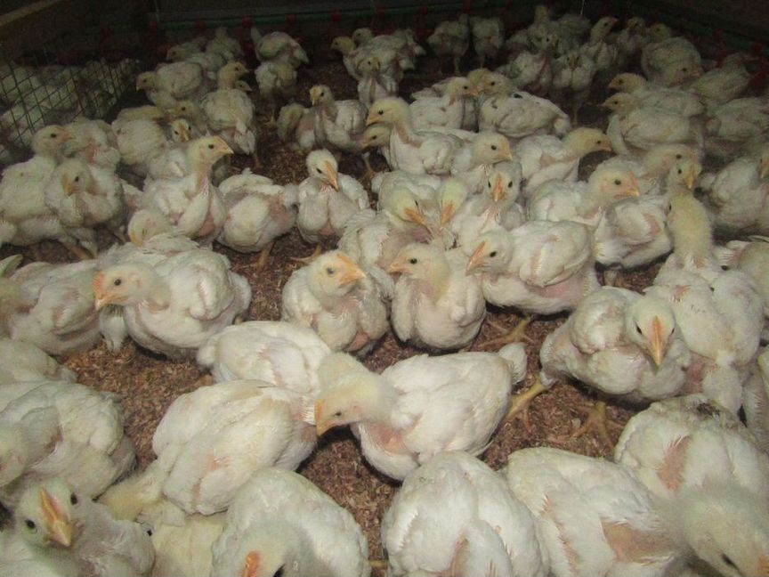 Продажа с/х молодняка птицы