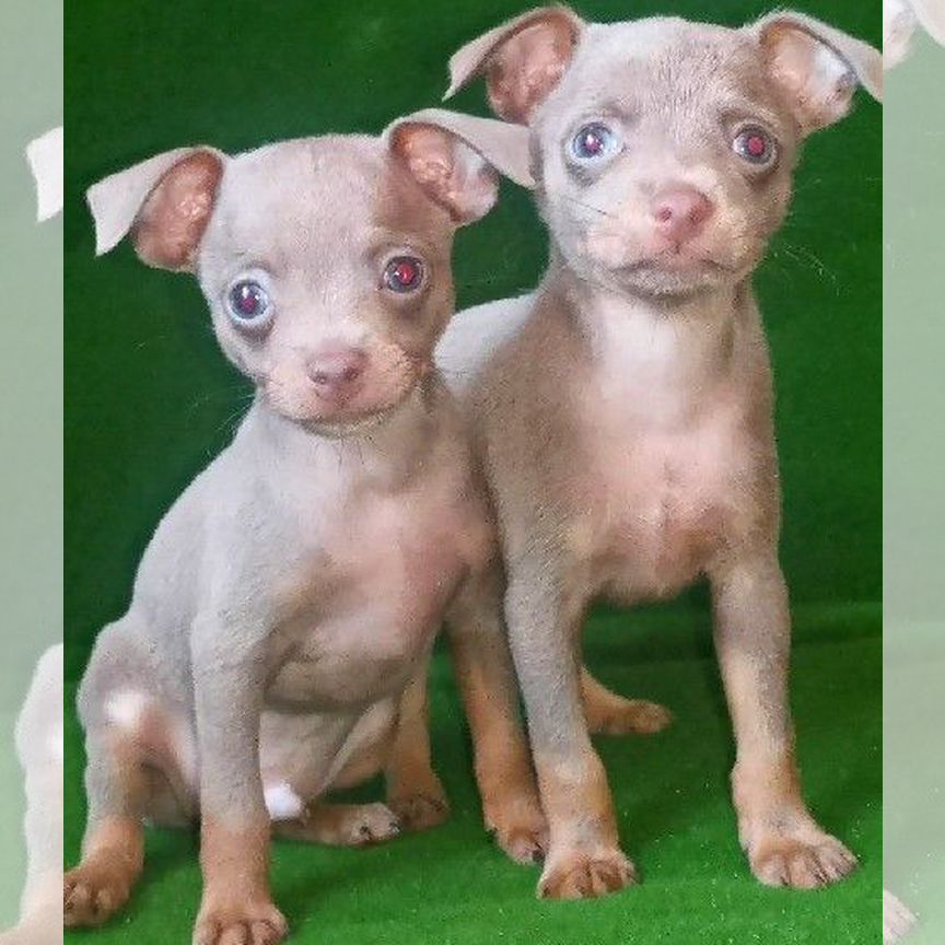 Русский той-терьер, щенок