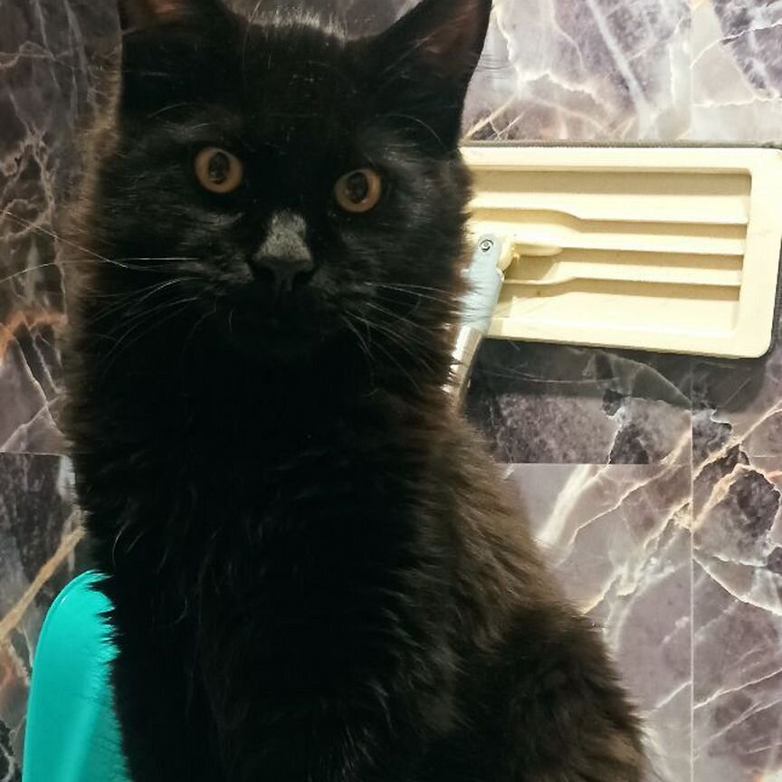 Мейн-кун мальчик