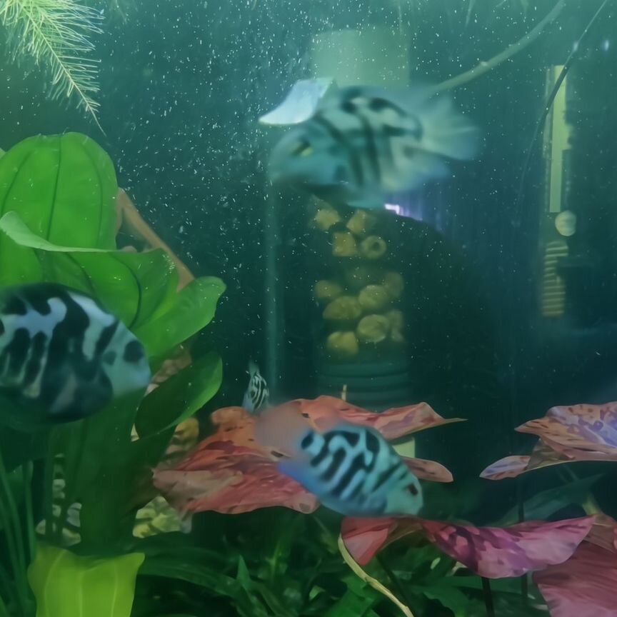 Мальки сапфирового попугайчика - 3 см, растения