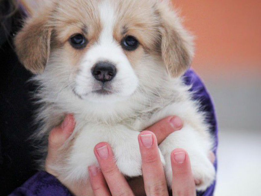 Малышка Вельш корги пемброк