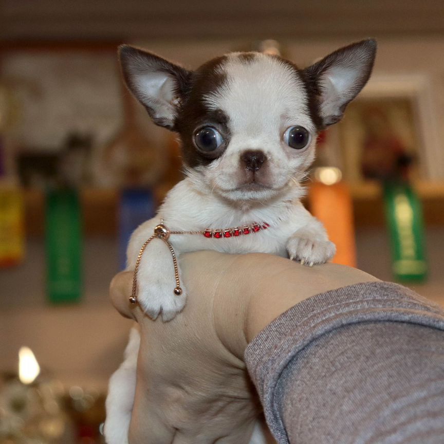 Лорик. Мини Чиxуаxуа с доставкой и видео