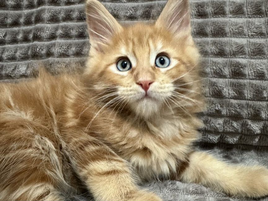 Котята мейн-кун