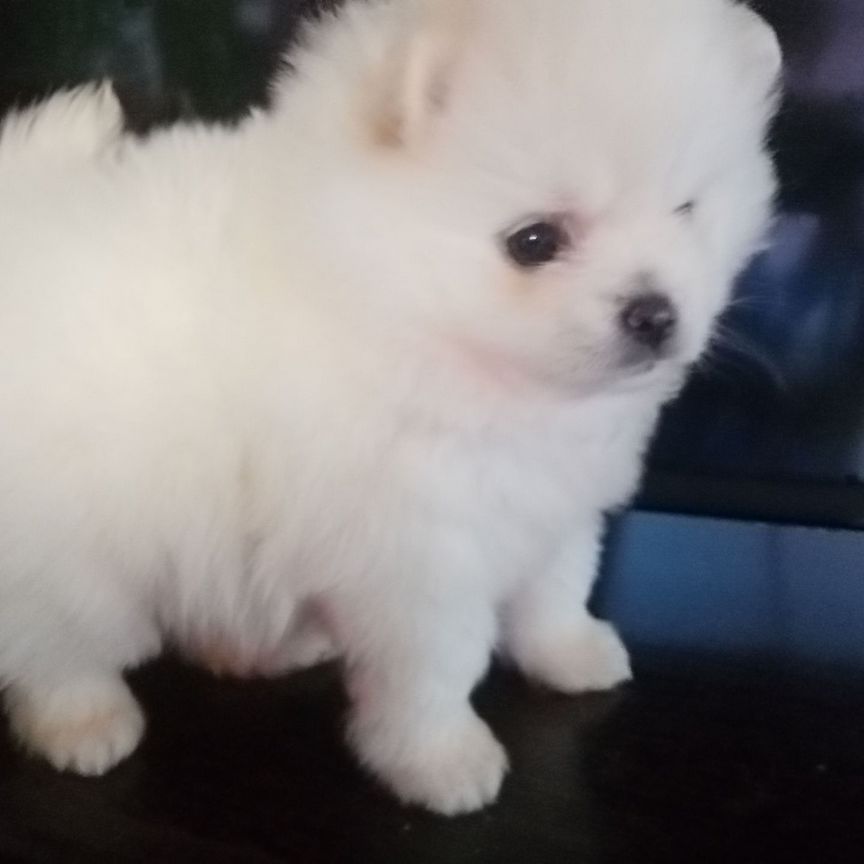 Белоснежка и 4 гнома