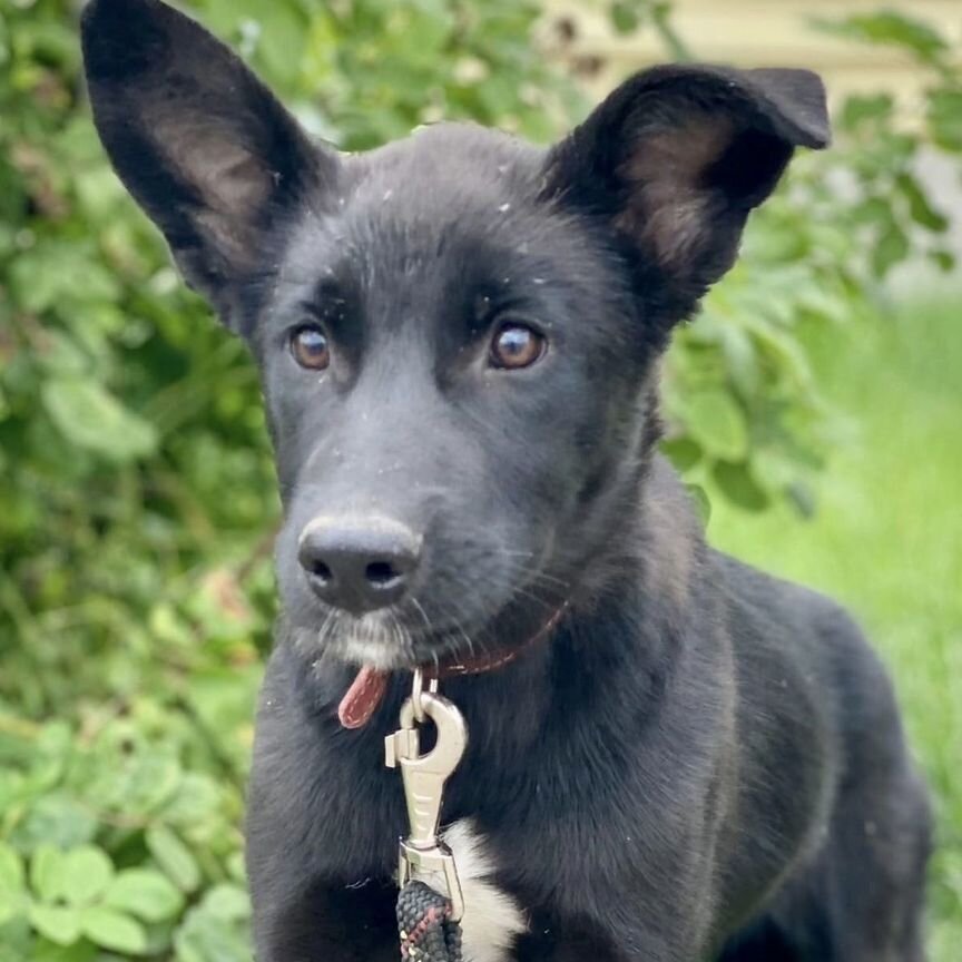 Щенок в добрые руки