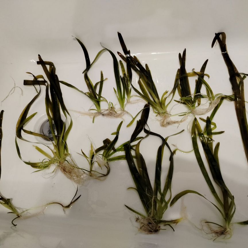 Криптокартина гигантская и кринум