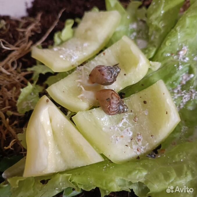 Отдам бесплатно улиток Ахатина и Палочников