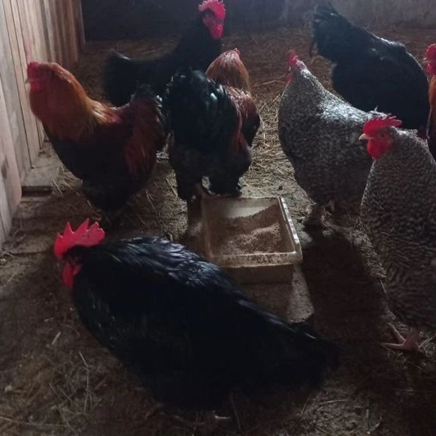 Молодые петухи