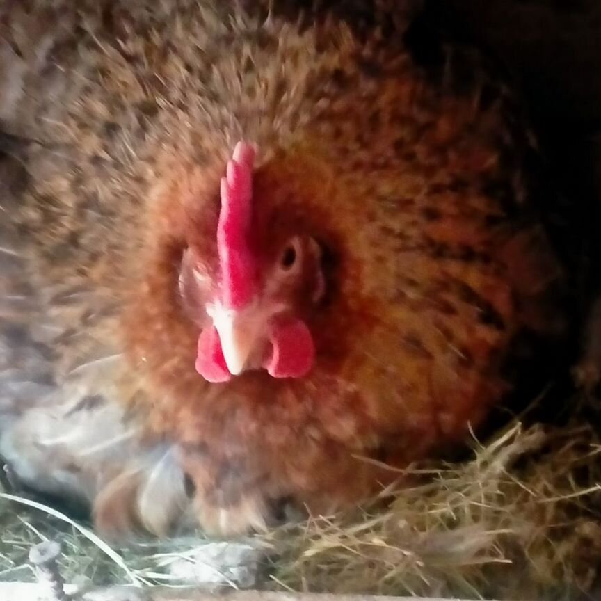 Куры наседки