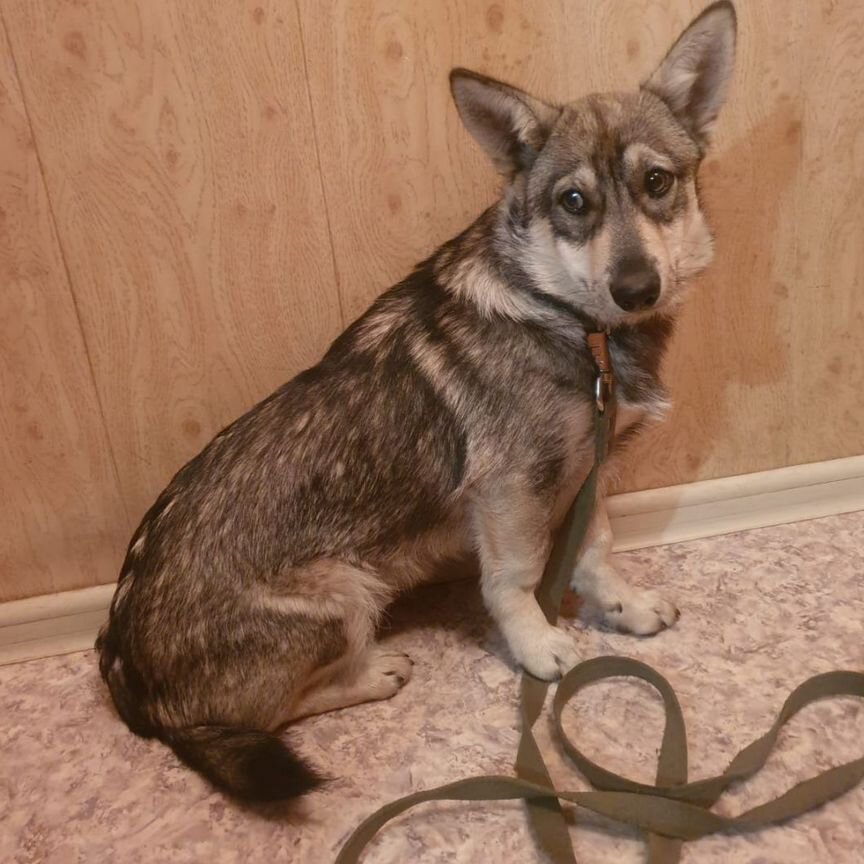 Чудесный пёс