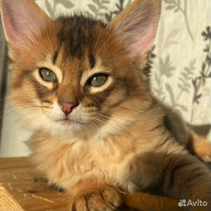 Сомалийский котик