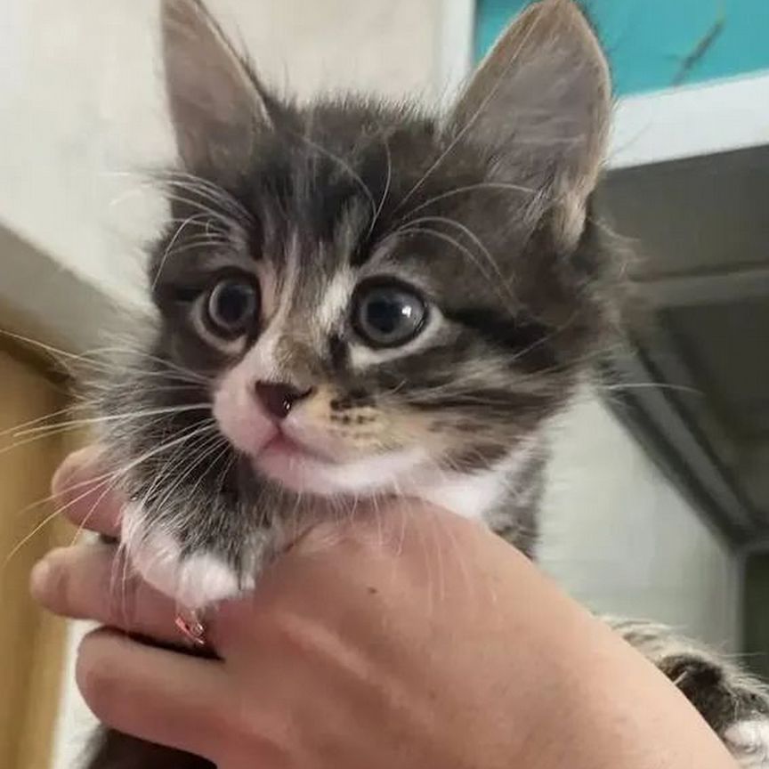 Котёнок в добрые руки