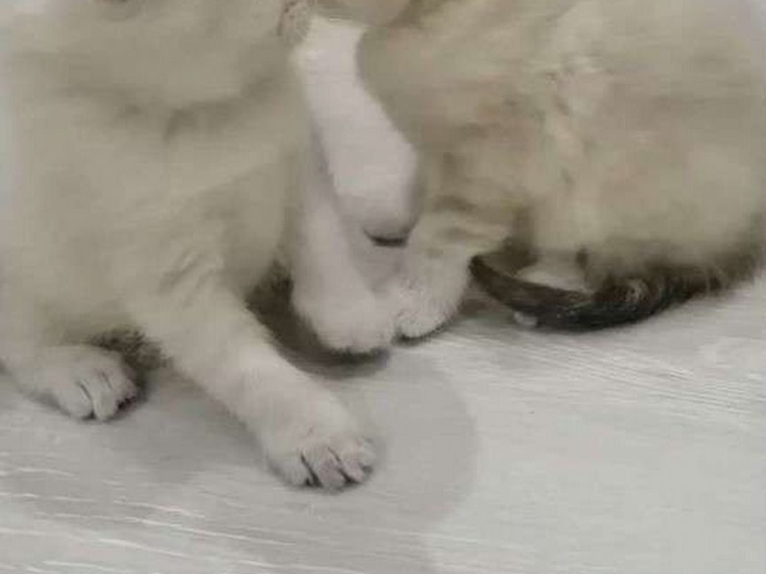 Шотландская кошка