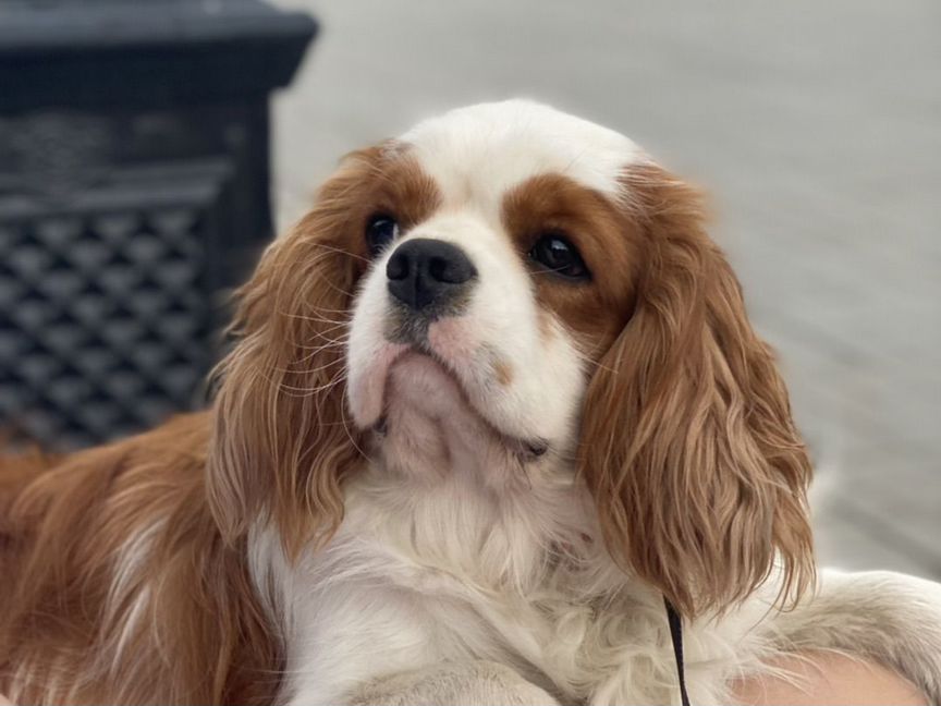 Вязка кавалер кинг чарльз спаниель
