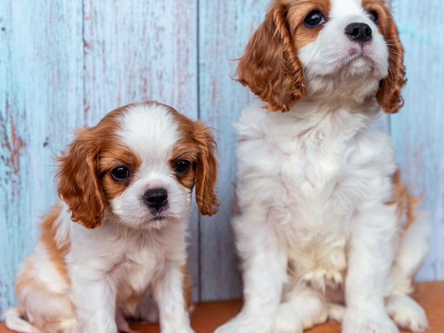 Эксклюзив микро кавалер кинг чарльз спаниель