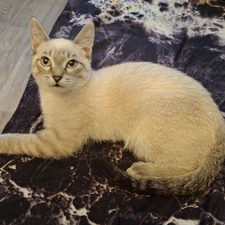 Отдам котёнка