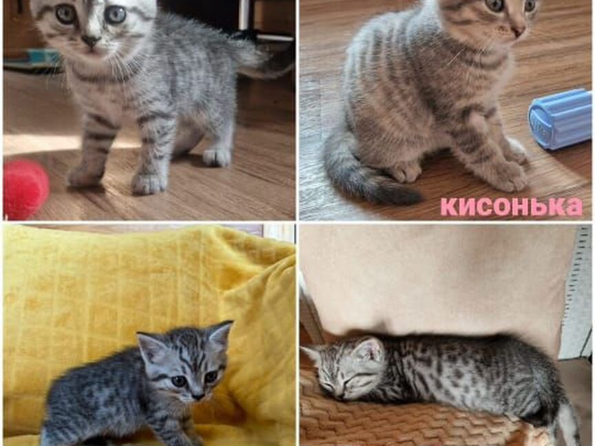 Котята в добрые руки