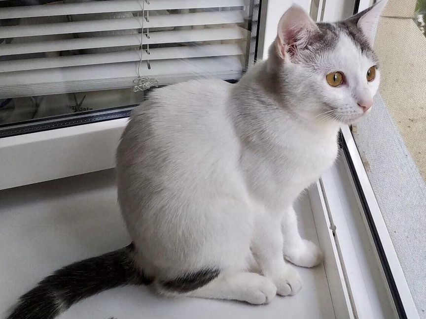 Кому ж такую лапушку